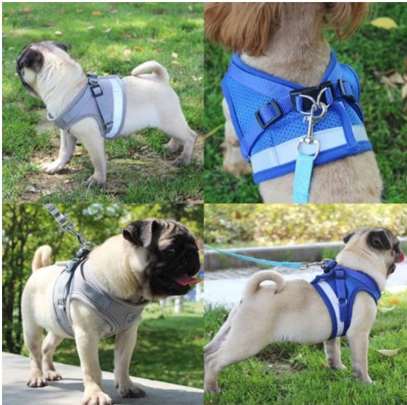 Cat Harness and Leash 7 Colours! - Best Pet Store